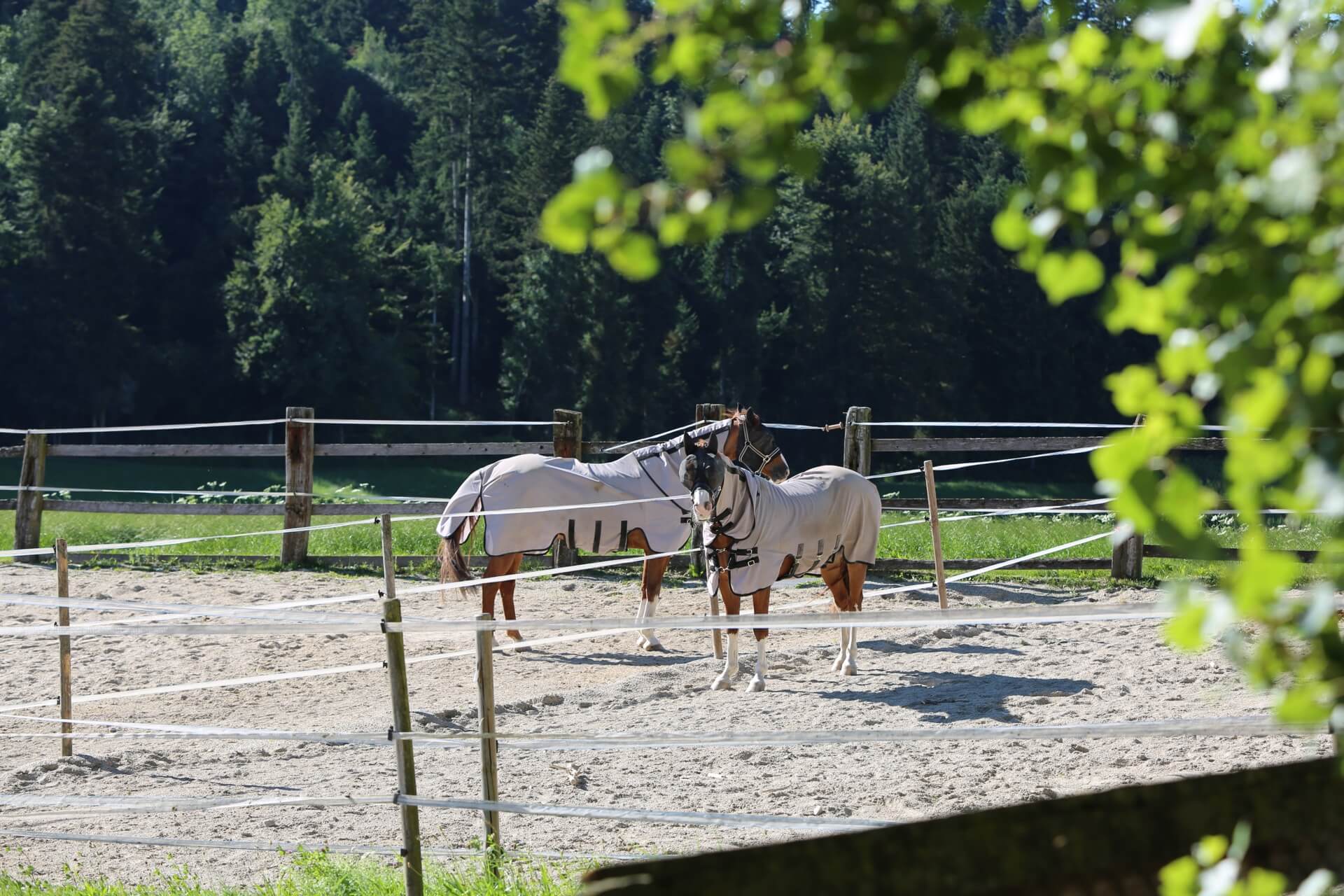 Stable – B&H Stables
